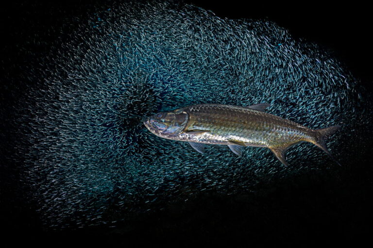 Key West Tarpon Migration Brings in Big Fish | Fish Key West®