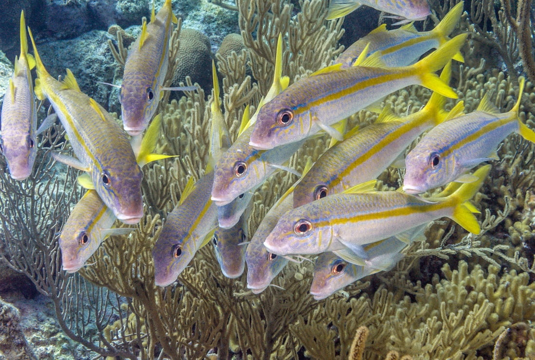 Key West Fishing in November | Fish Key West®