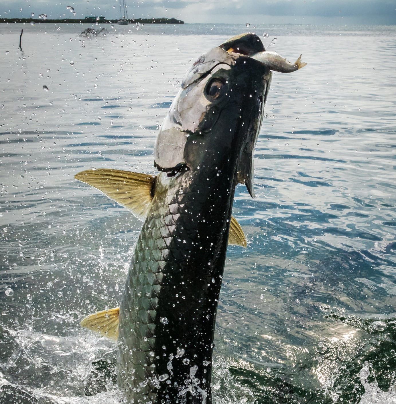 Key West Tarpon Fishing Signals Springtime in the Keys | Fish Key West®