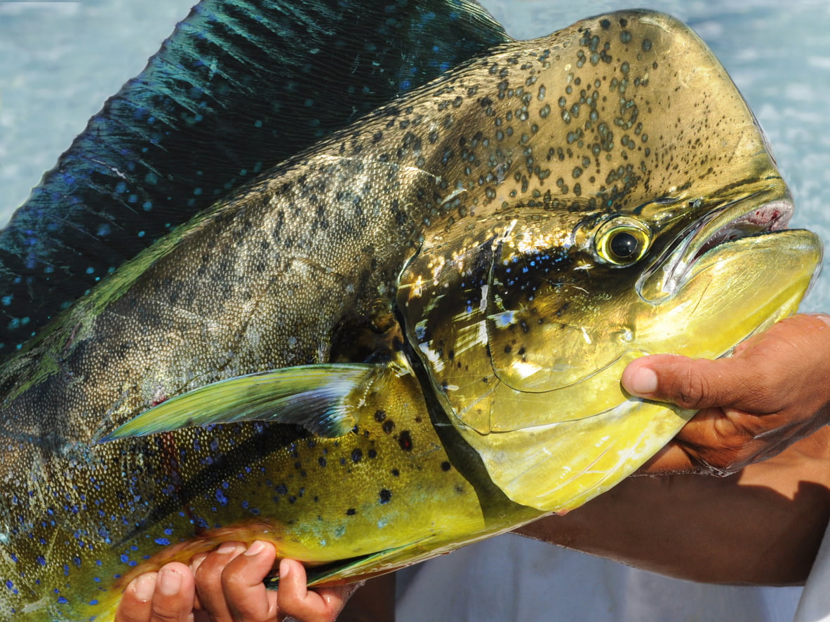 Key West Fishing Report (Updated March 2023) | Fish Key West