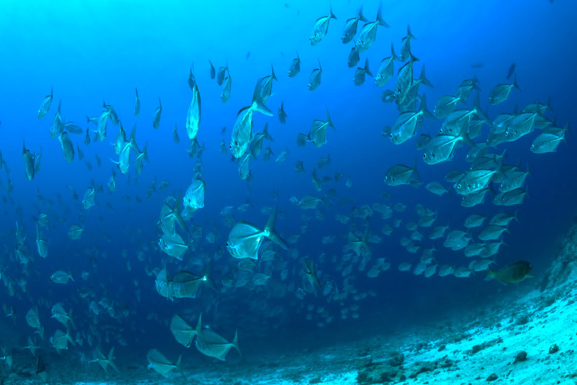 Key West Fishing Calendar | Fish Key West®