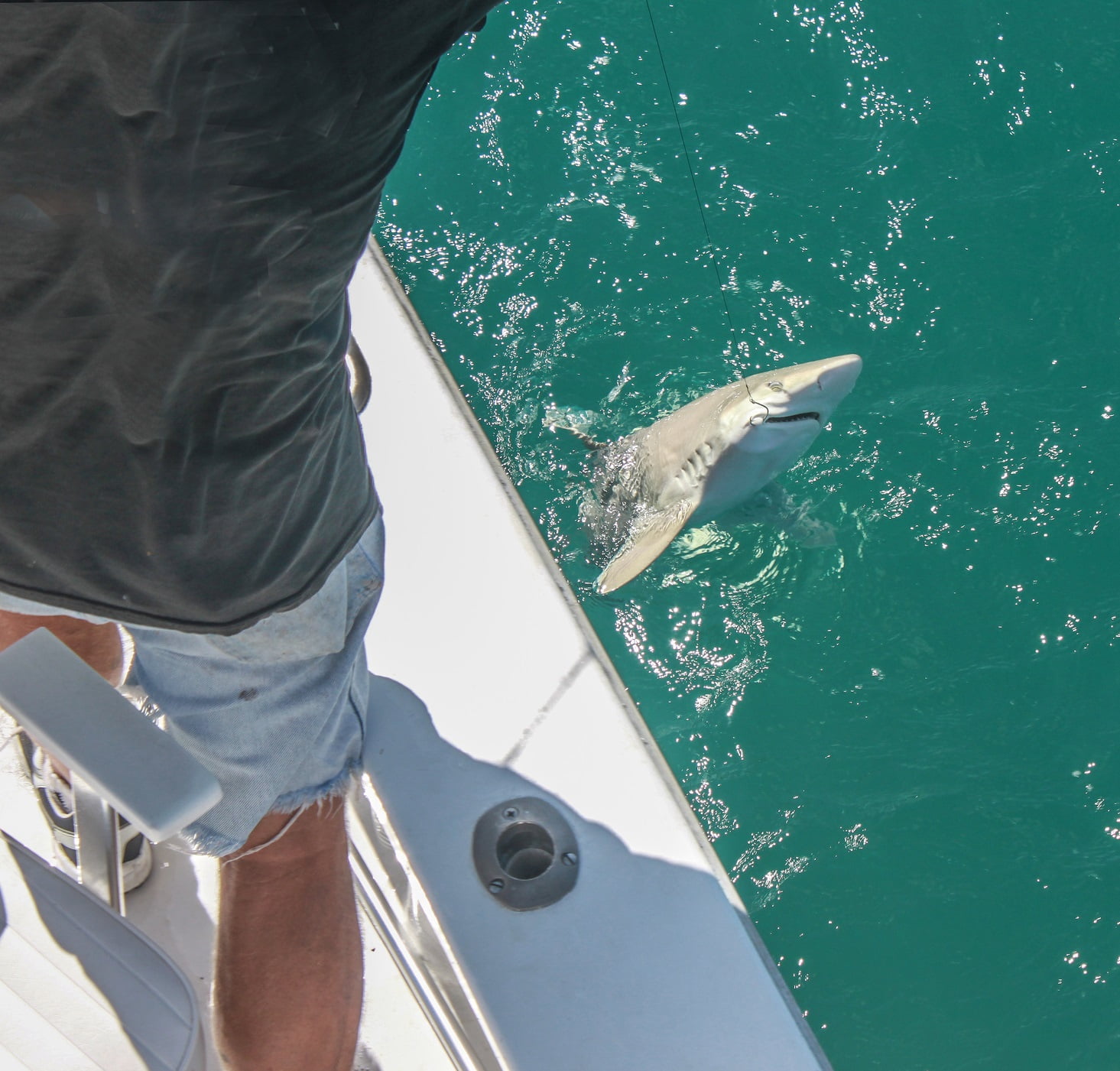 Snapping Sharks, Gangs of Groupers – Key West Fishing in the Fall is ...