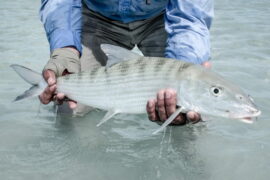 Key West Fish Species | Fish Key West®