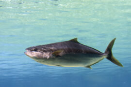 Key West Fish Species | Fish Key West®